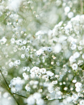 Toptan İthal Kesme Çiçek Çeşitleri ve Fiyatları - Emek Tarım