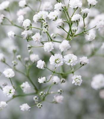 İstanbul Toptan Cipso Çiçek Çeşitleri ve Fiyatları - Emek Tarım