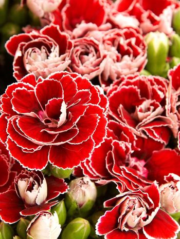 İstanbul Toptan Karanfil Çiçeği Çeşitleri ve Fiyatları - Emek Tarım